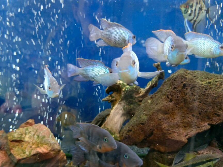 Наннакар неоновая блю