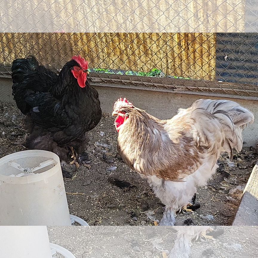 Петух кохинхин