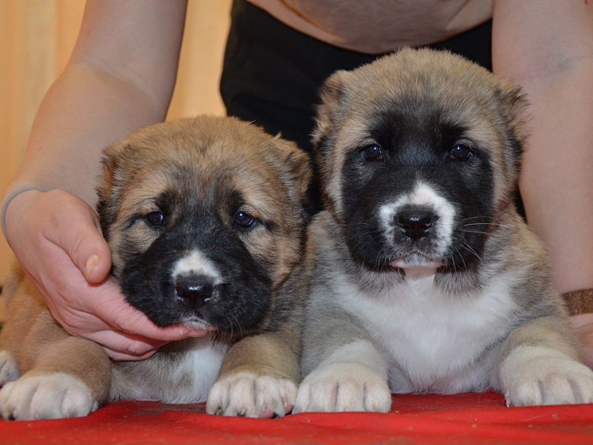Щенки среднеазиатской овчарки. Девочки