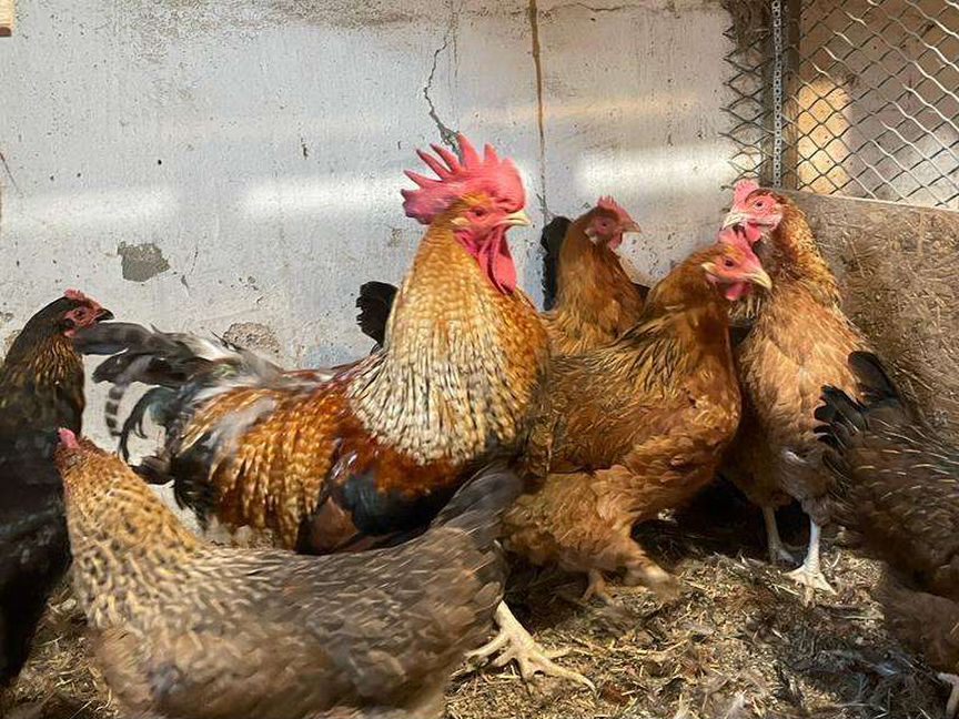 Куры несушки