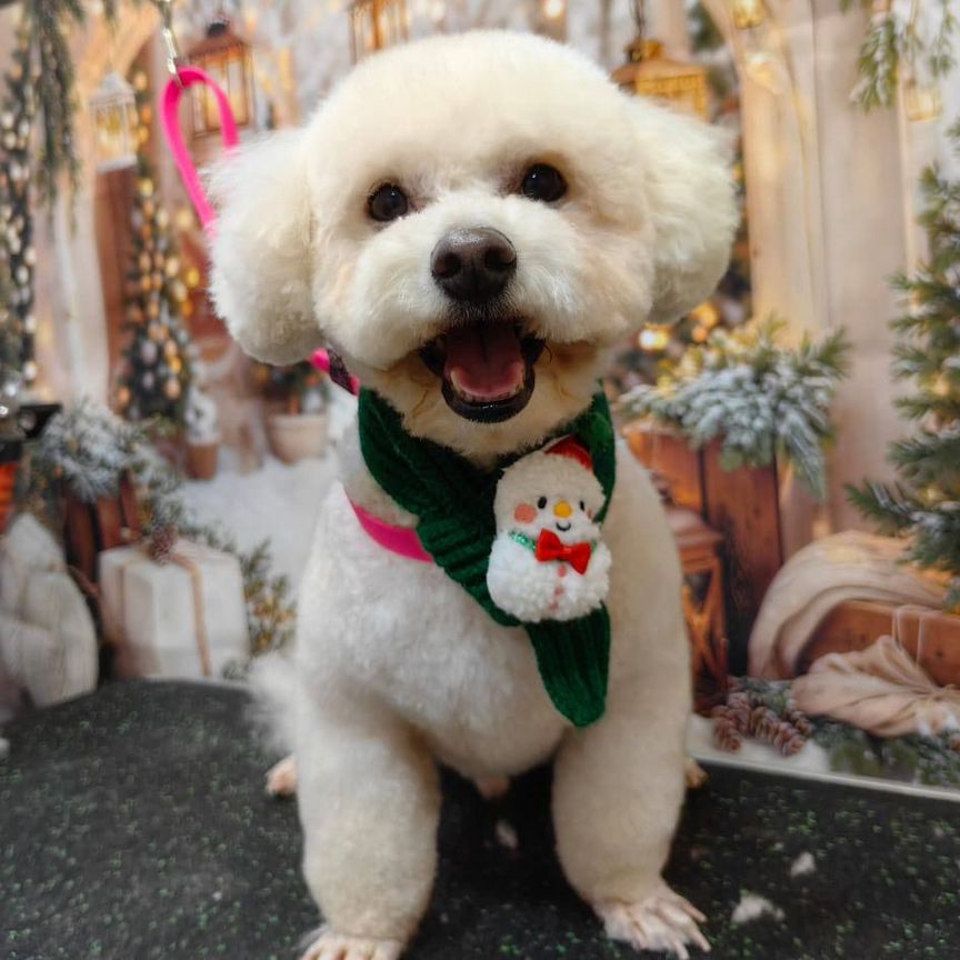 Бишон фризе, взрослый пёс