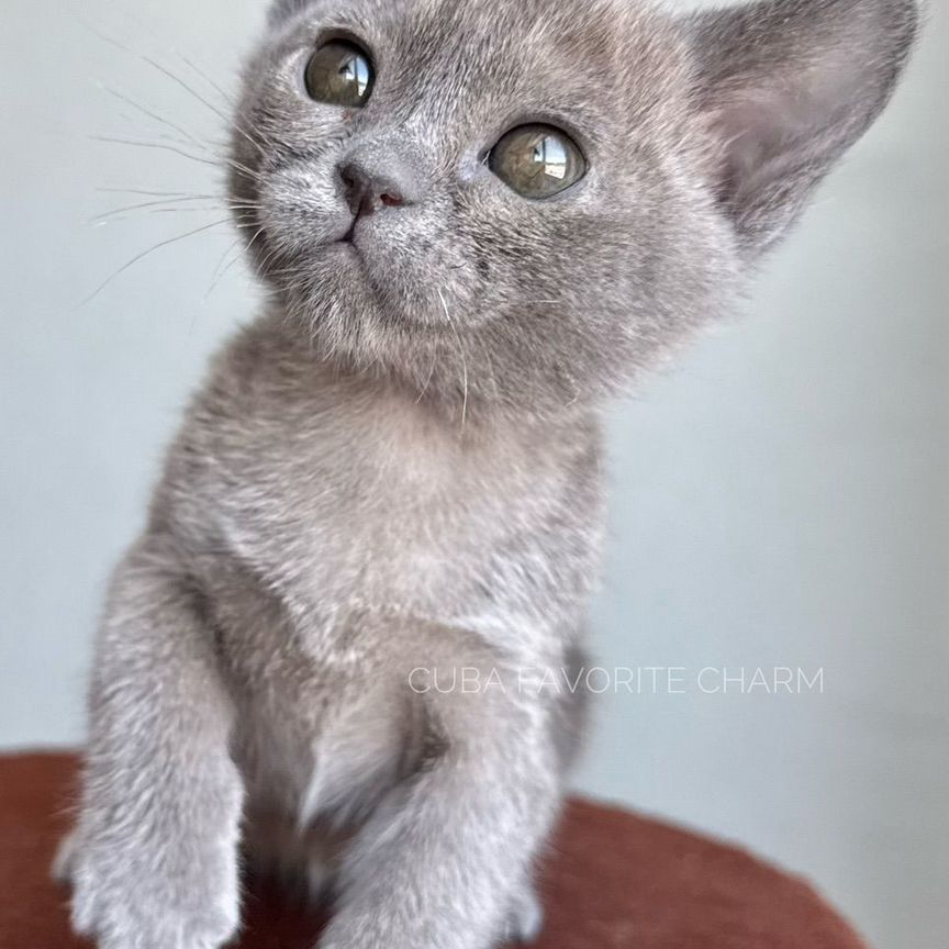 Бурманские котята