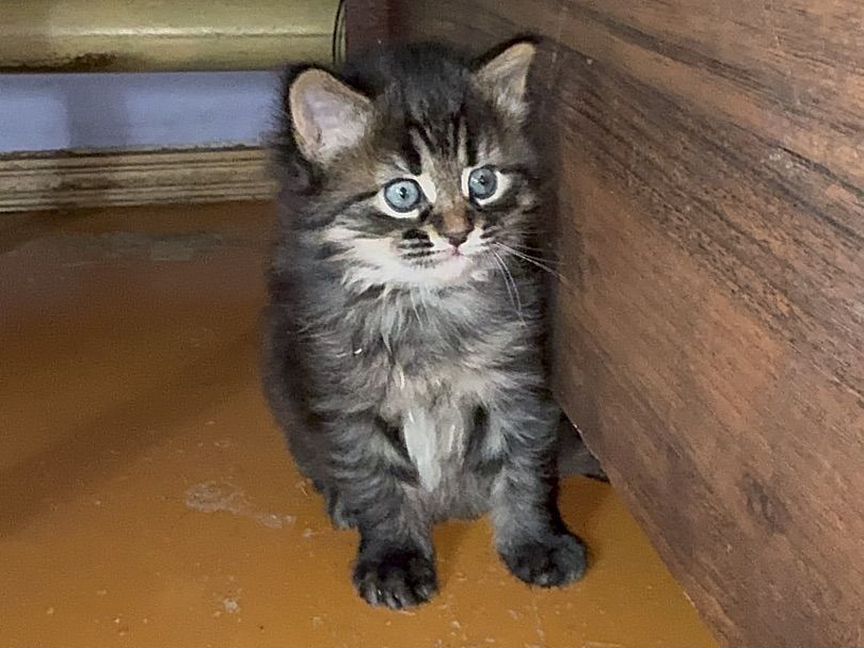 Кот Леонид