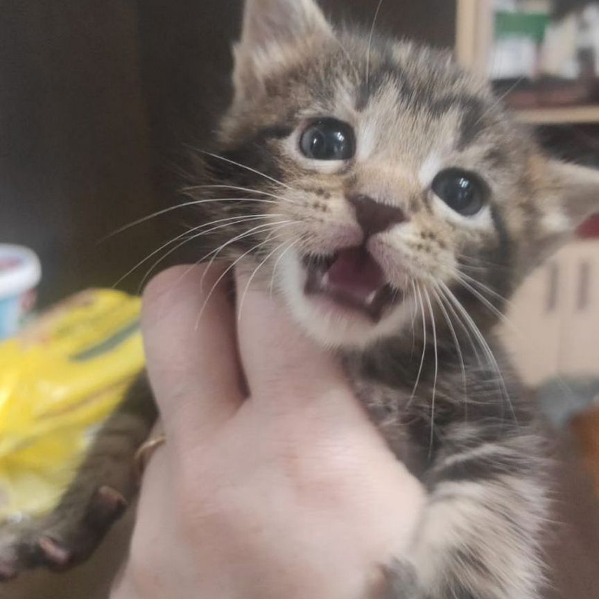 Продам мейкун