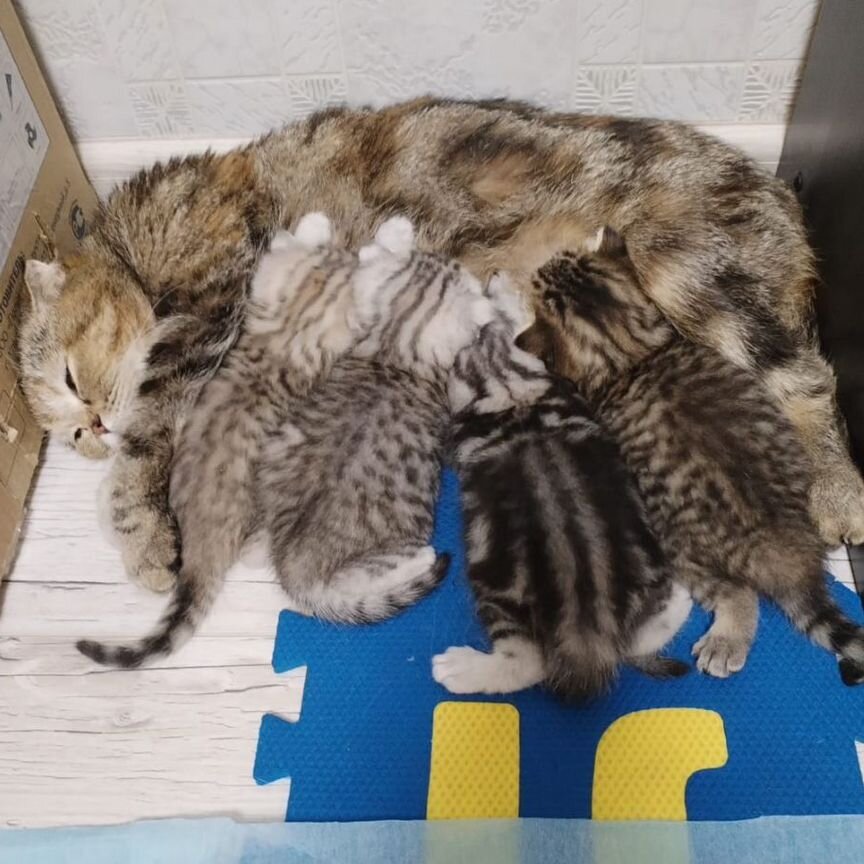 Шотландские вислоухие котята