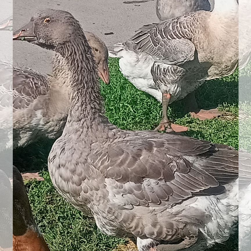 Гуси тулузские