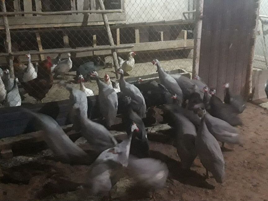 Цесарки
