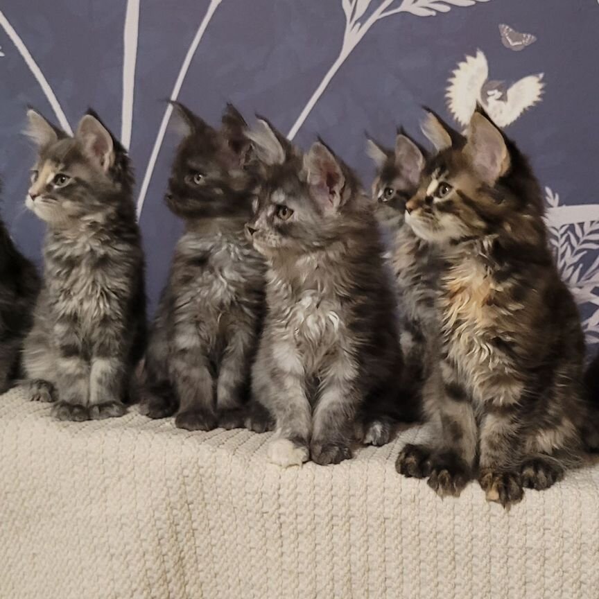 Котята мейн-кун