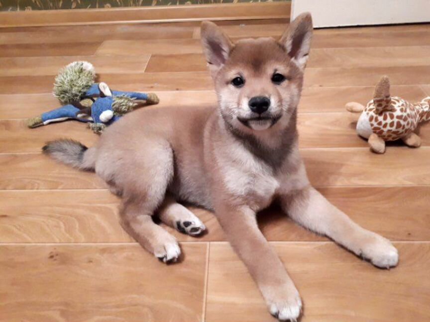 Отдам даром сиба-ину