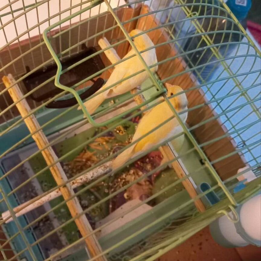 Кенарь и канарейка пара