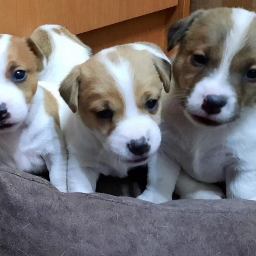 Джек рассел терьер