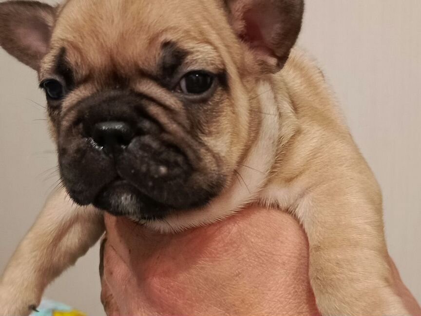 Французский бульдог