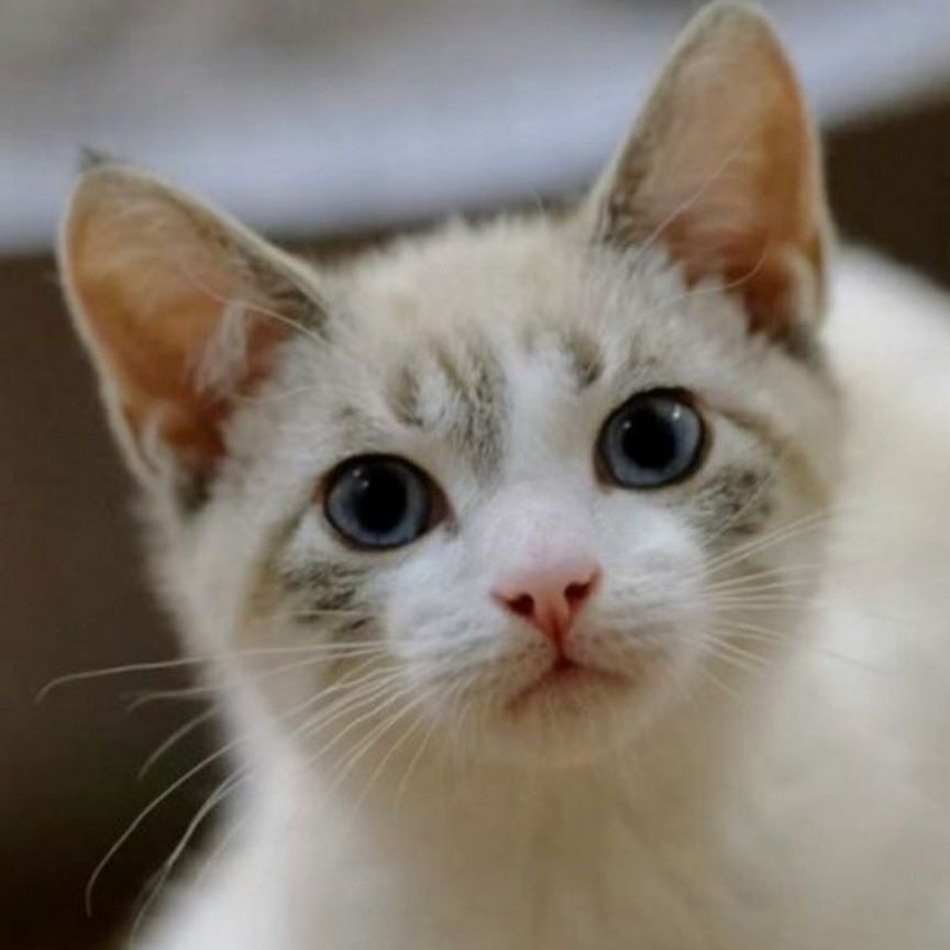 Сиамский котёнок