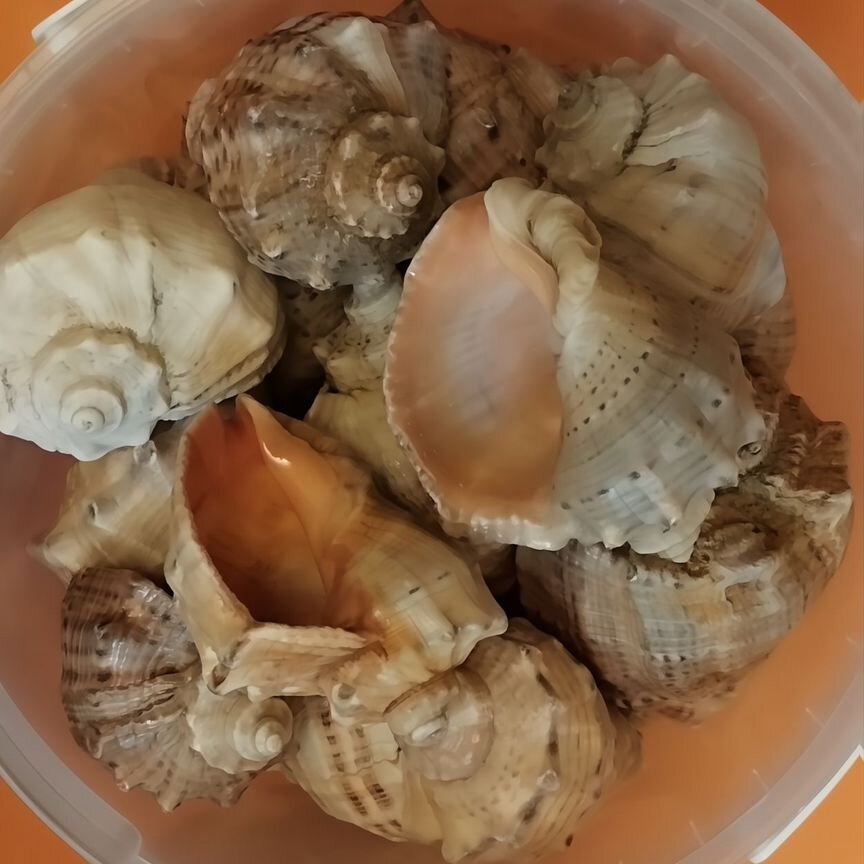 Ракушка рапан