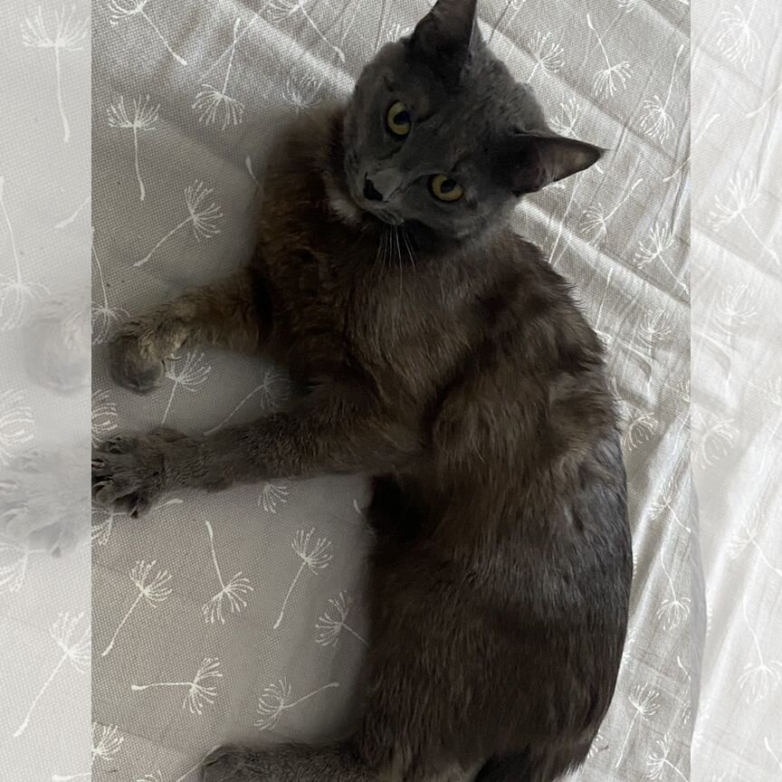 Русский голубой котёнок