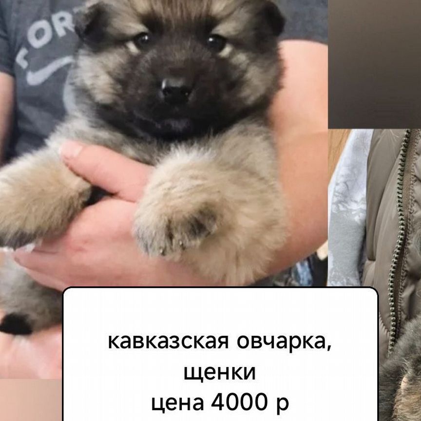 Щенок в добрые руки