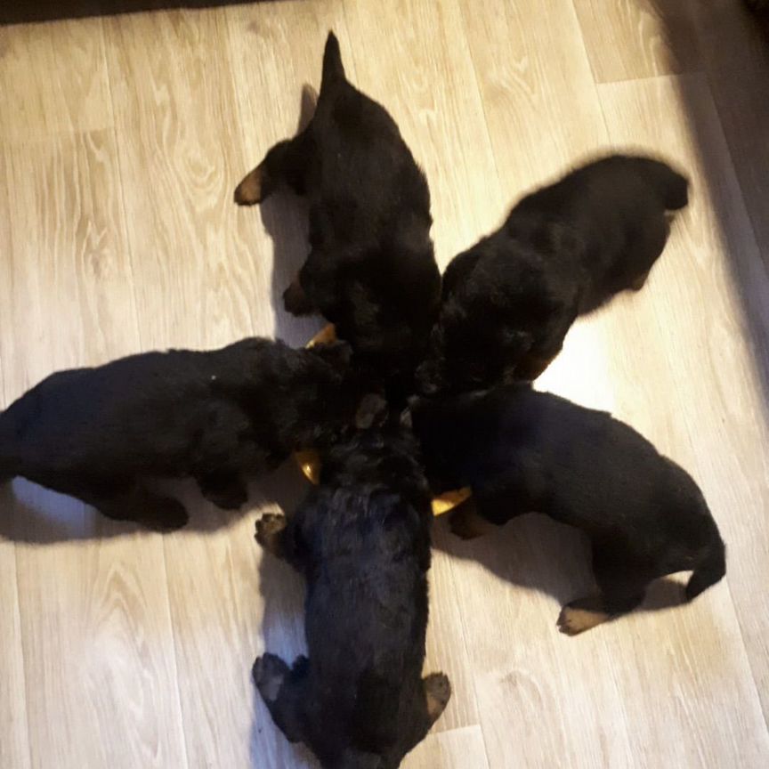 Продам щенков немецкой овчарки