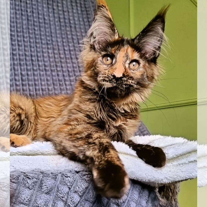 Мейн-кун котёнок