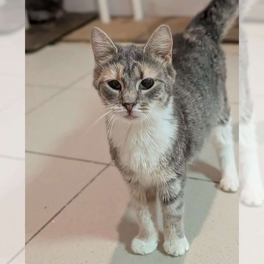 Взрослая, кошка в добрые руки