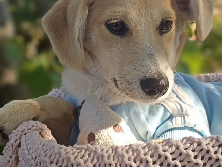 Щенки в добрые руки