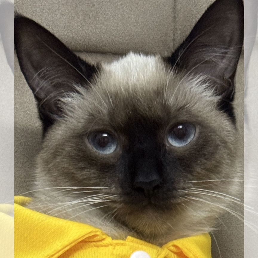 Сиамский котёнок