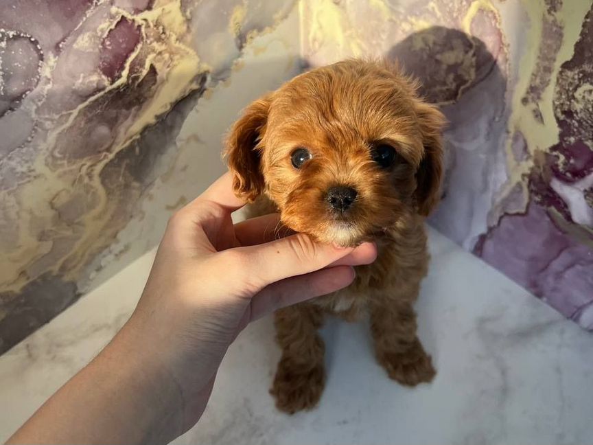 Мальтипу Ф1 девочка