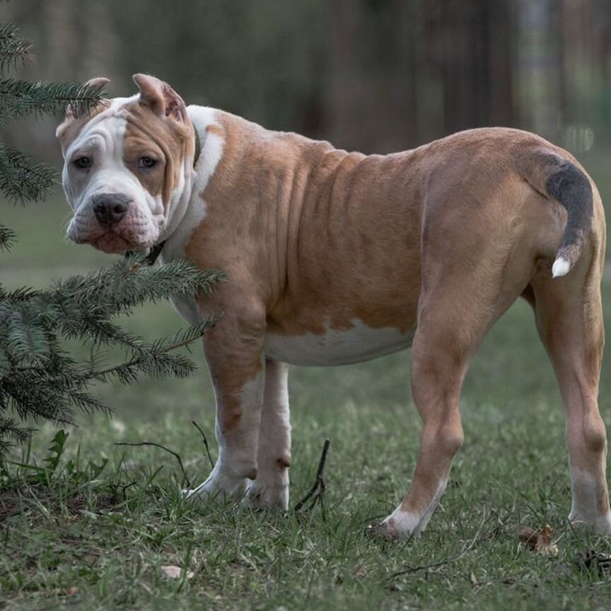 Американский булли, щенок