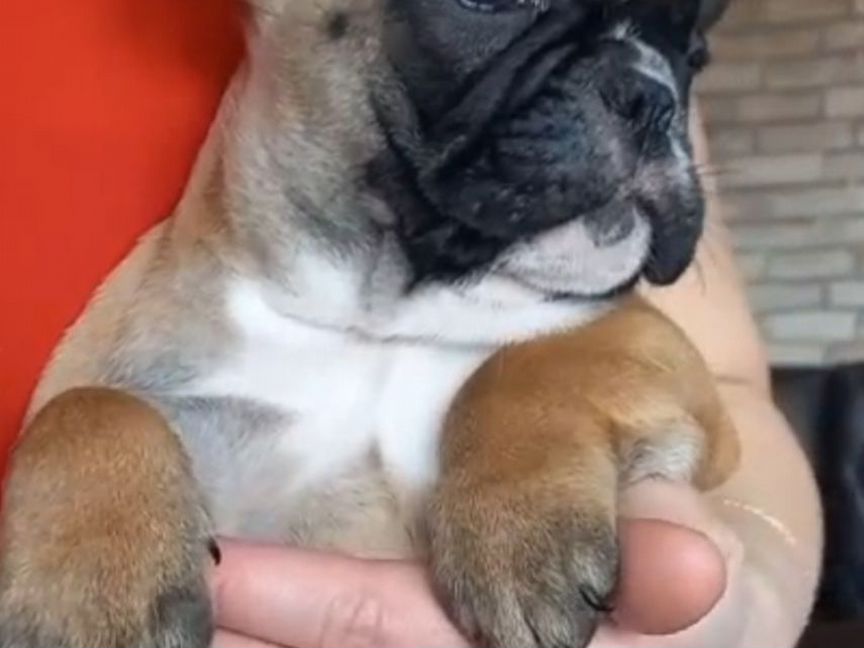 Французский бульдог