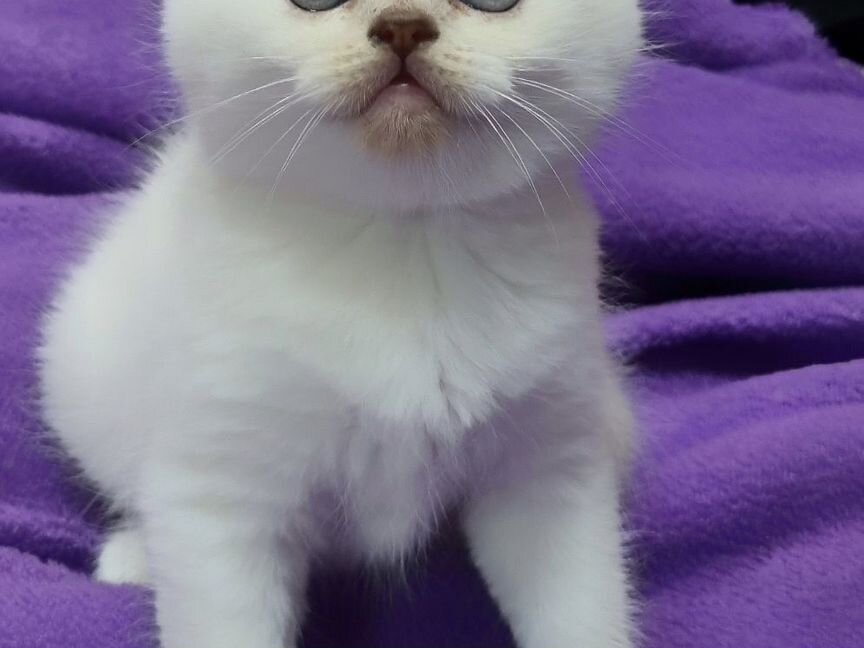 Шотландские котята