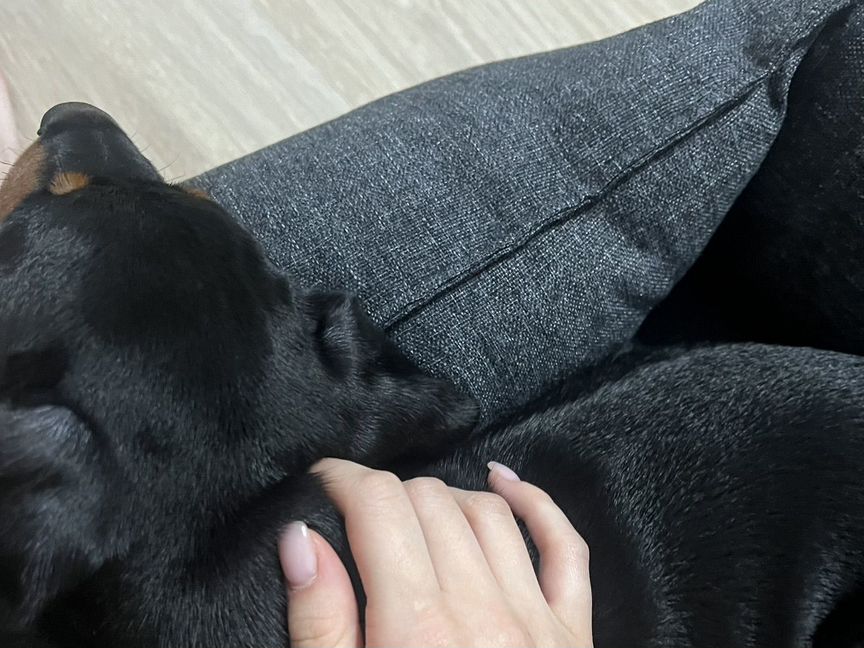 Щенки добермана мальчик