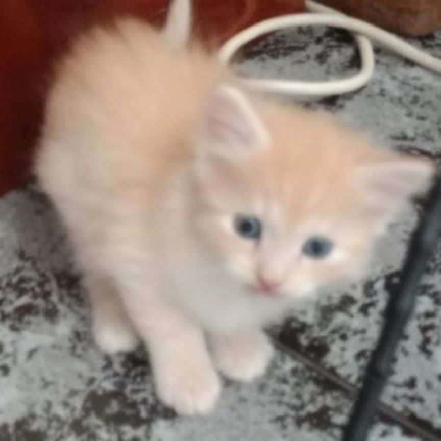 Сибирский котёнок