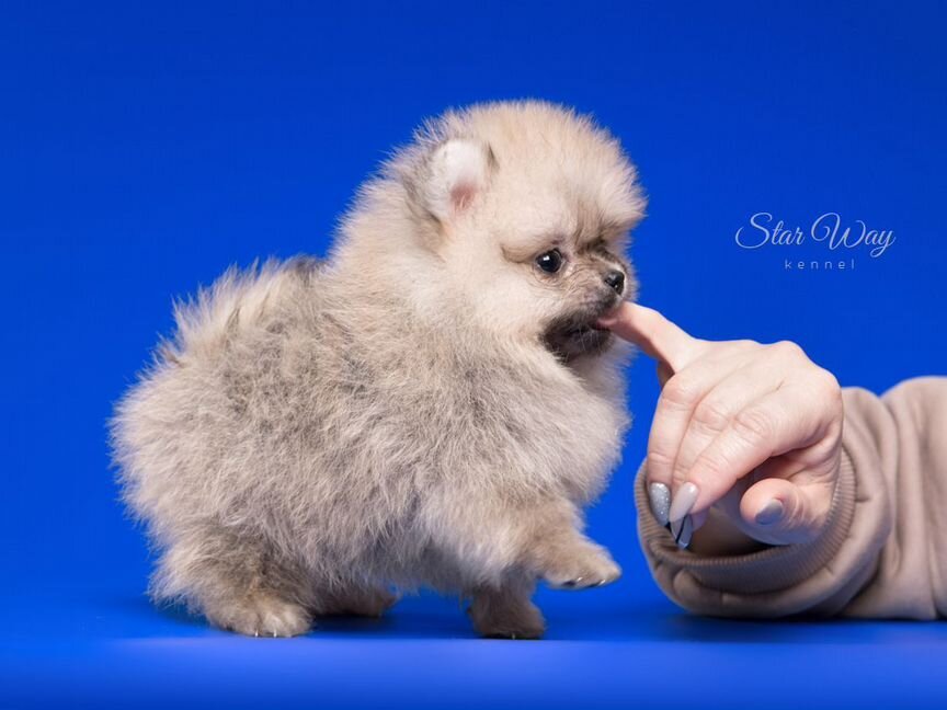 Мини куколка с документами РКФ