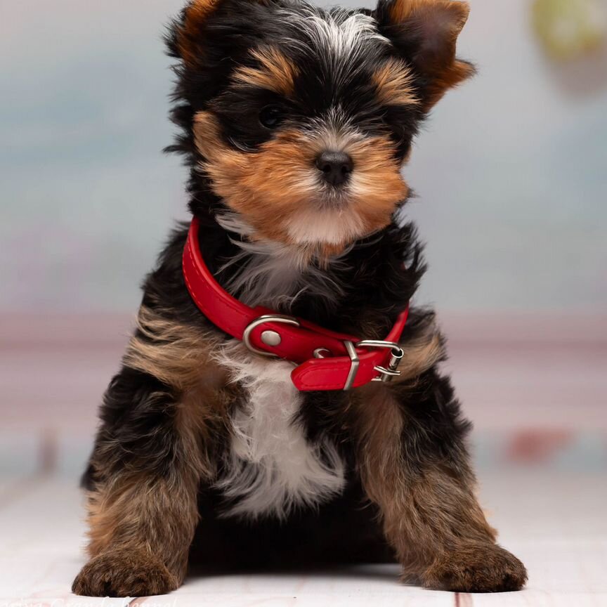 Йоркширский терьер, щенок