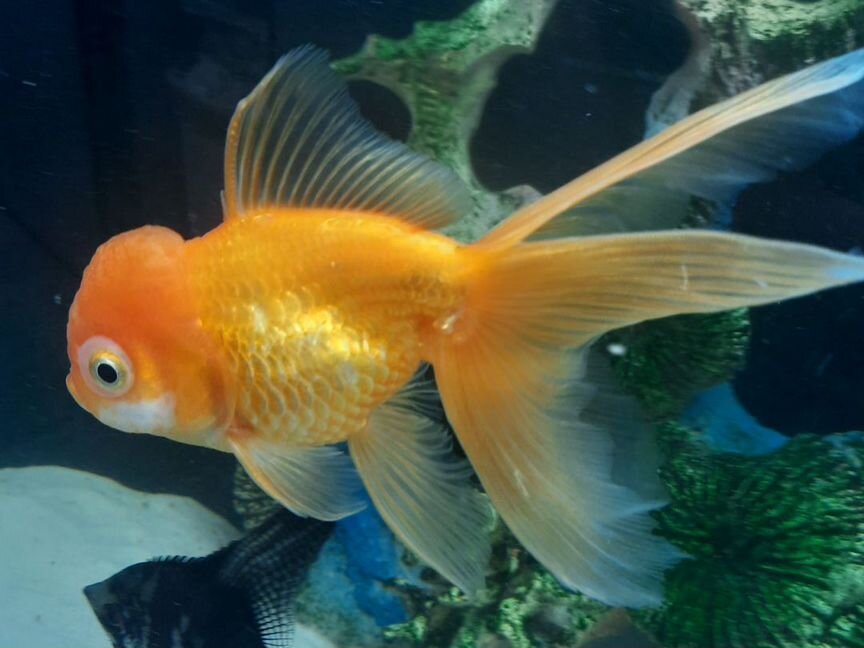 Золотая рыбка оранда