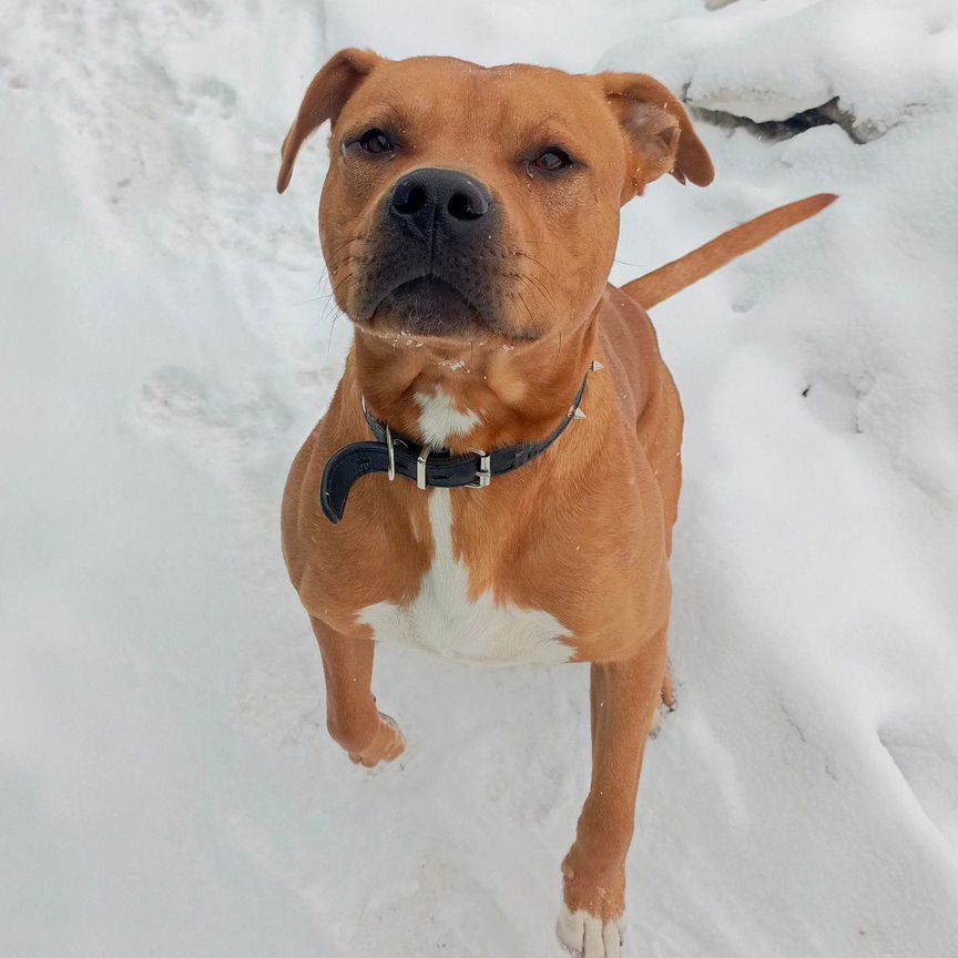 Стаффордширский терьер