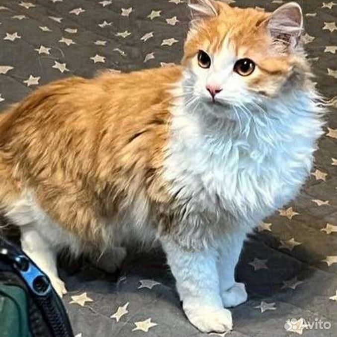 Молоденький, воспитанный, ласковый котик в дар