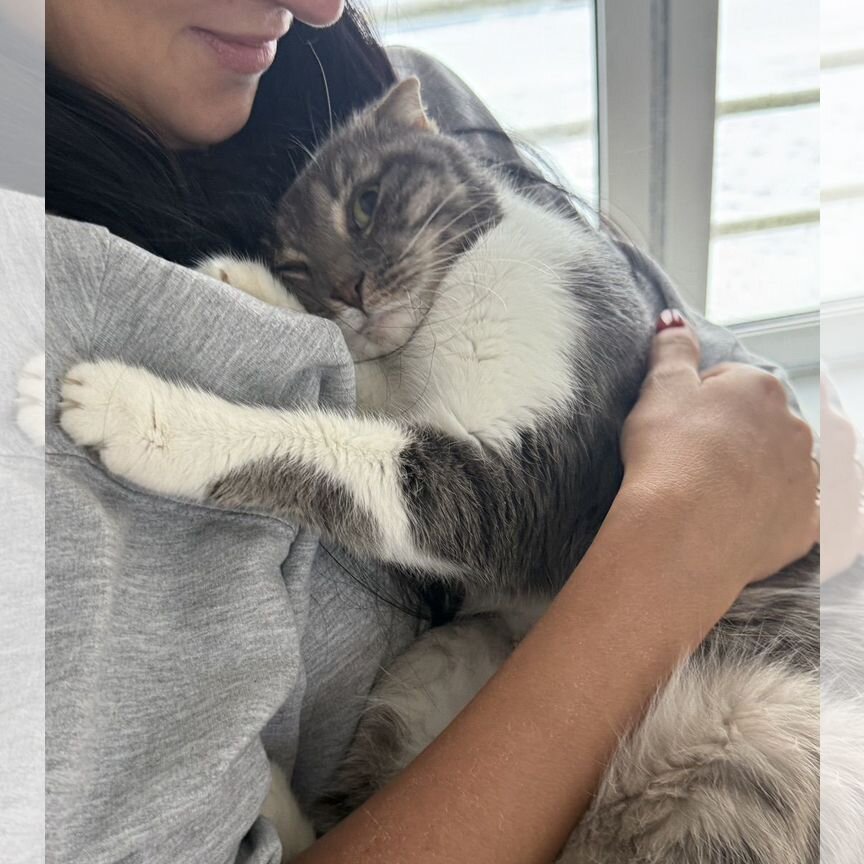 Шотландская вислоухая короткошёрстная, взрослая кошка