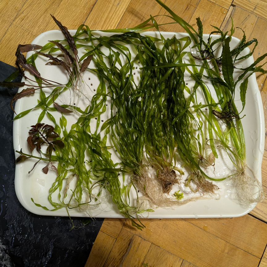 Набор аквариумных растений (прополка)