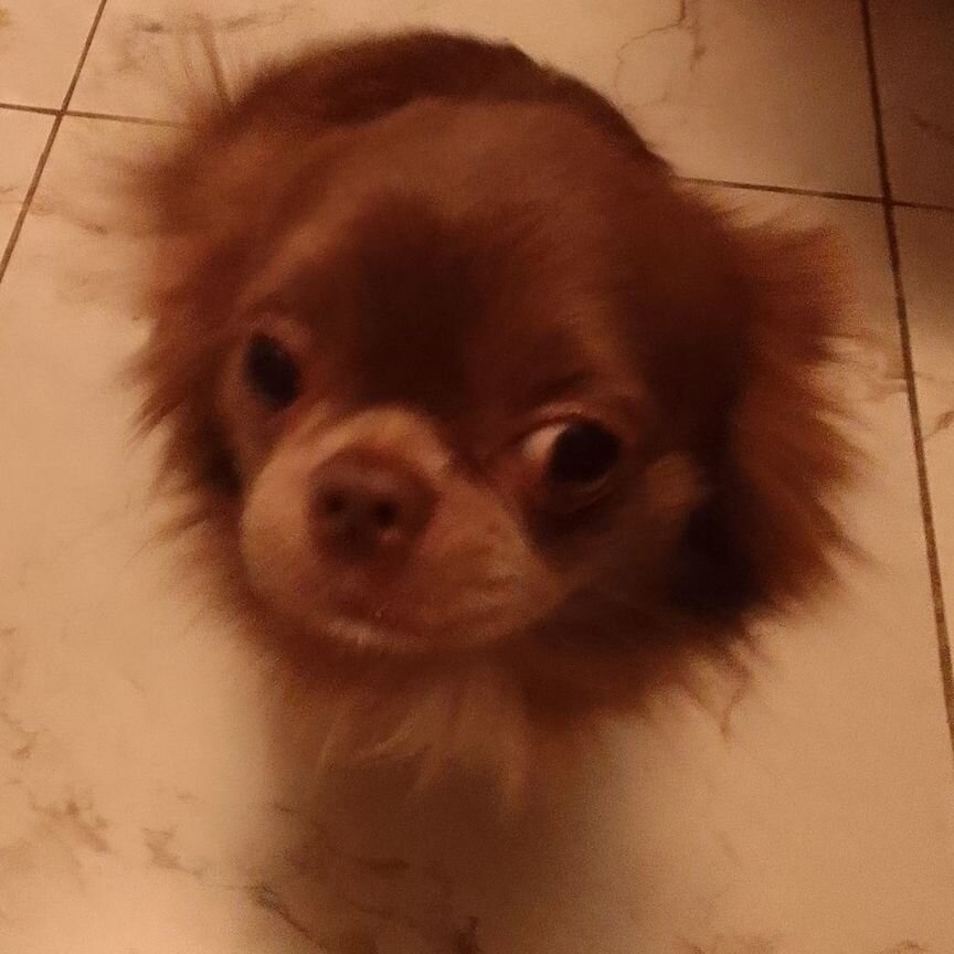 Чихуахуа, взрослая собака