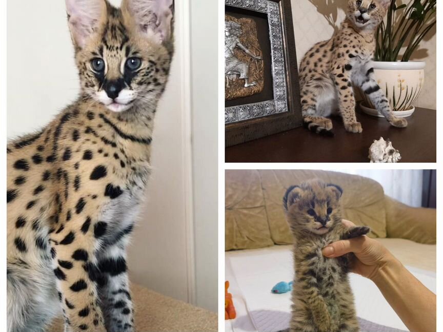 Саванна котята ручные
