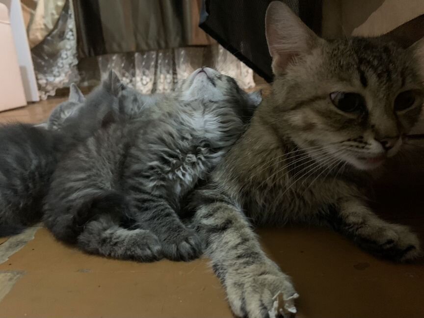 Котята в добрые руки приучены к лотку
