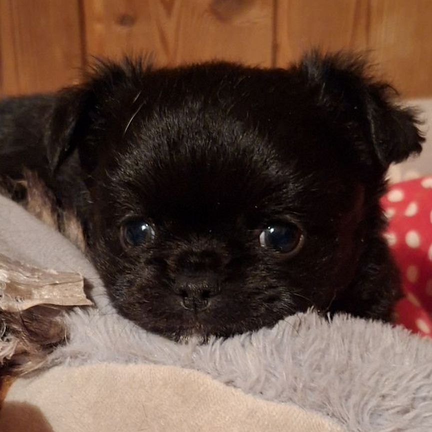 Чихуахуа, щенок