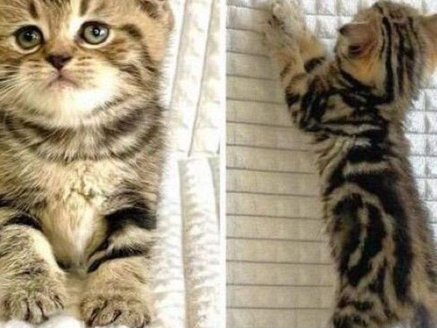 Шикарные шотландские котята