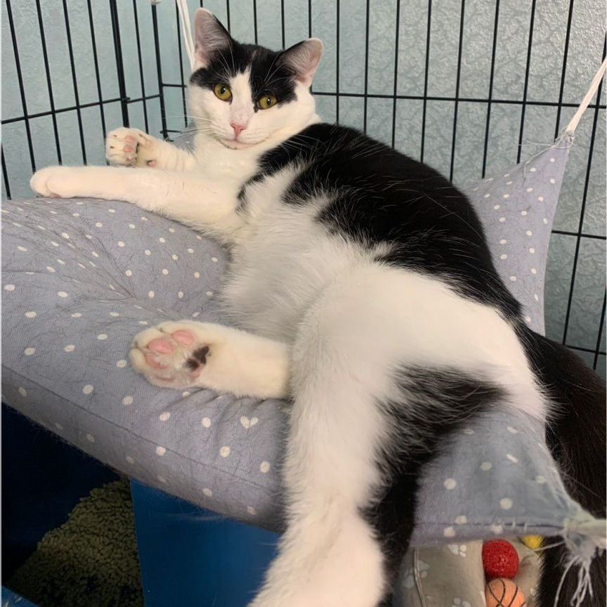 Котик Пьеро в добрые руки