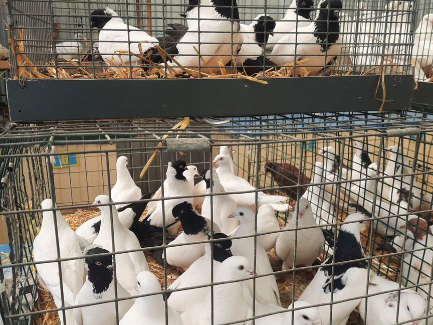 Продажа голубей