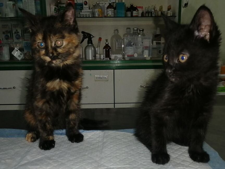 Два котёнка (девочки) ищут хозяев