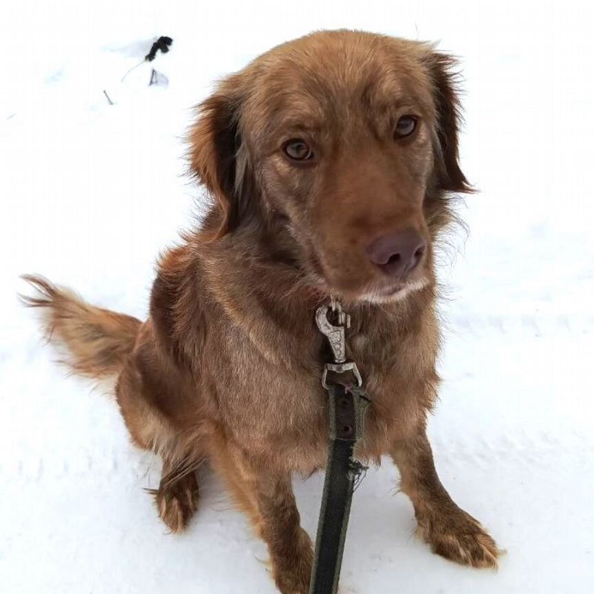 Идеальная собака ищет дом