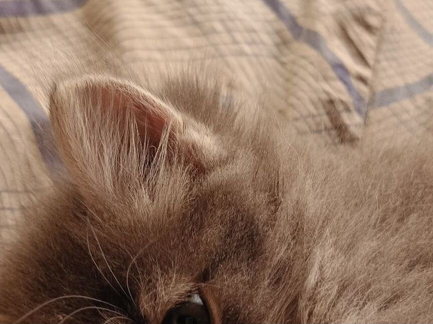 Кошки