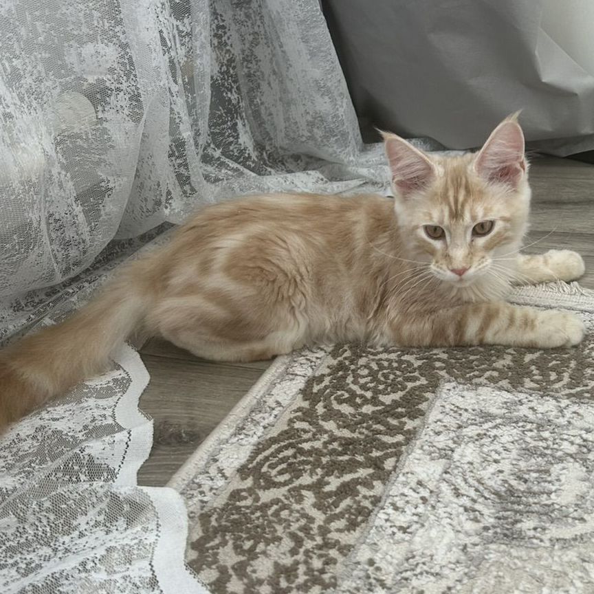 Мейн-кун котёнок