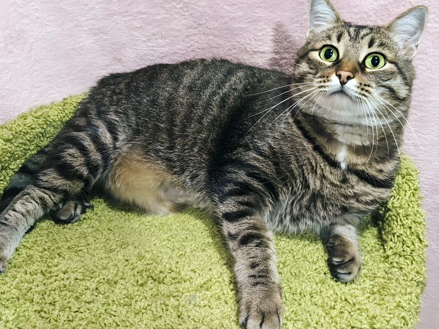 Европейская короткошерстная
